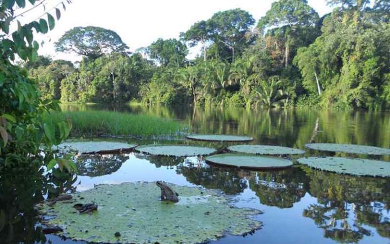 Parque Nacional Amacayacu: Guía de Visita, Delfines y Naturaleza
